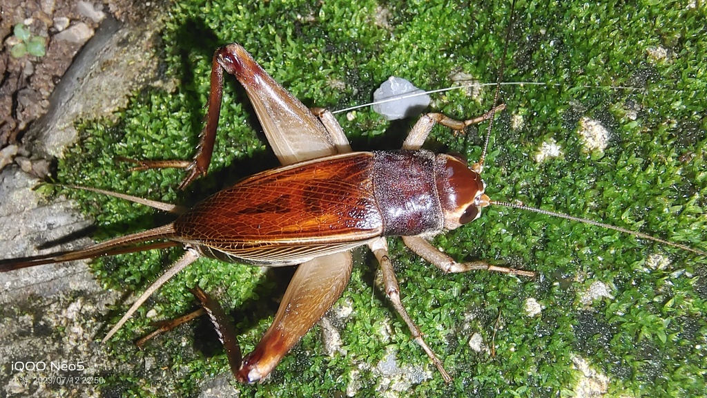 Teleogryllus mitratus from 中国云南省普洱市思茅区 on July 12, 2023 at 10:50 PM by ...
