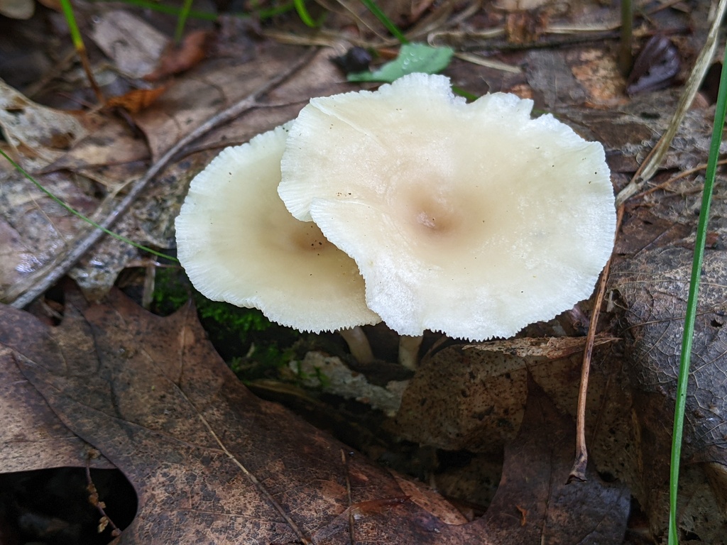 Clitocybe regularis from Stony Creek Metropark on July 15, 2023 at 02:55 PM by huafang · iNaturalist