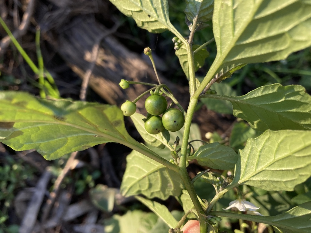 black nightshade from Goobang River area, New South Wales, Australia on ...