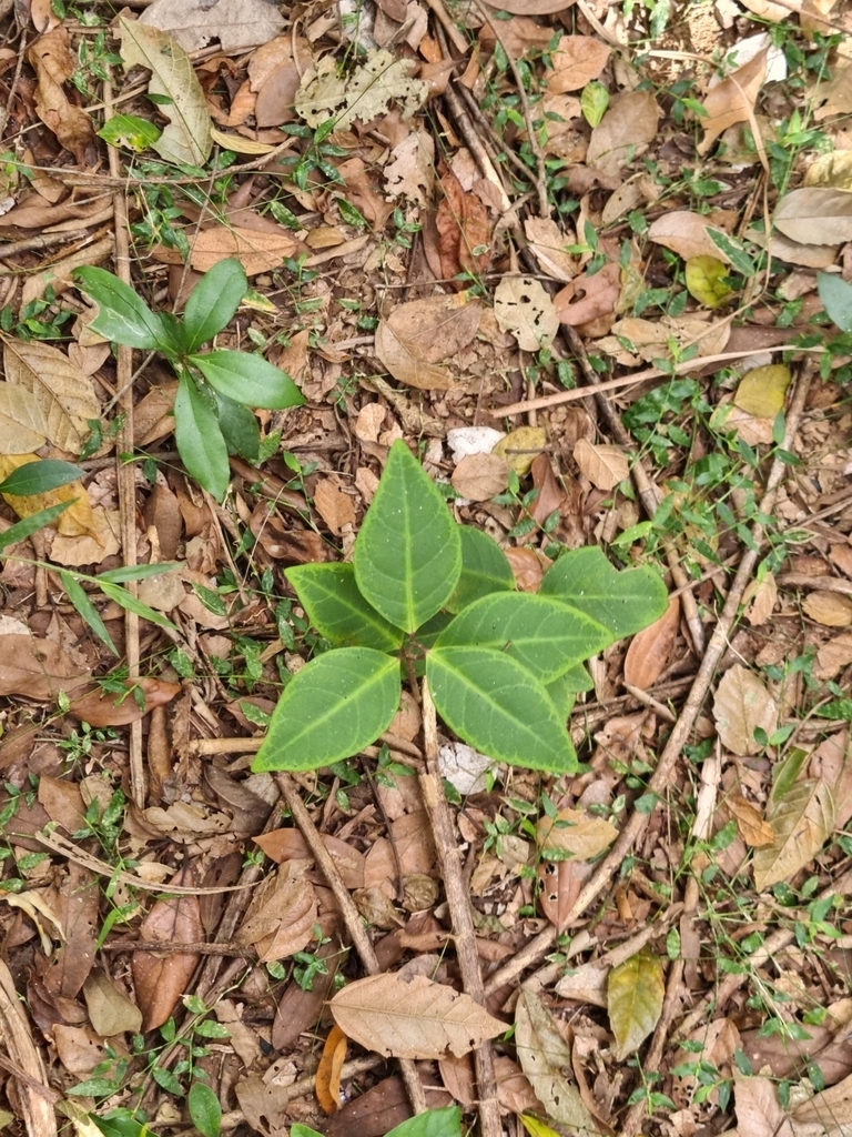 embelia-from-pfhw-mj-stotts-island-nature-reserve-stotts-creek-nsw