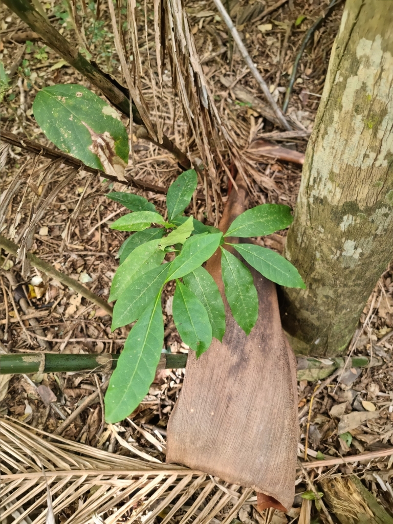 banana-bush-from-pfhw-mj-stotts-island-nature-reserve-stotts-creek-nsw