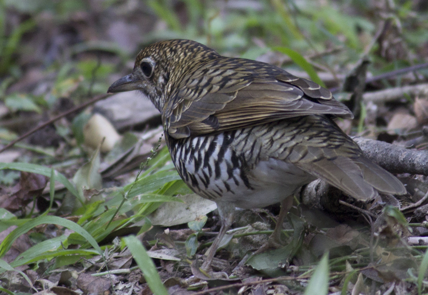 Bassian Thrush from Jamberoo NSW 2533, Australia on July 22, 2023 at 03 ...