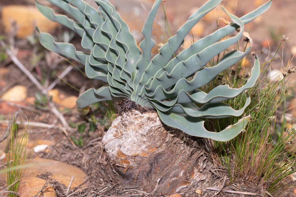 Poison-bulb from Malgas, South Africa on September 1, 2022 at 10:43 AM ...