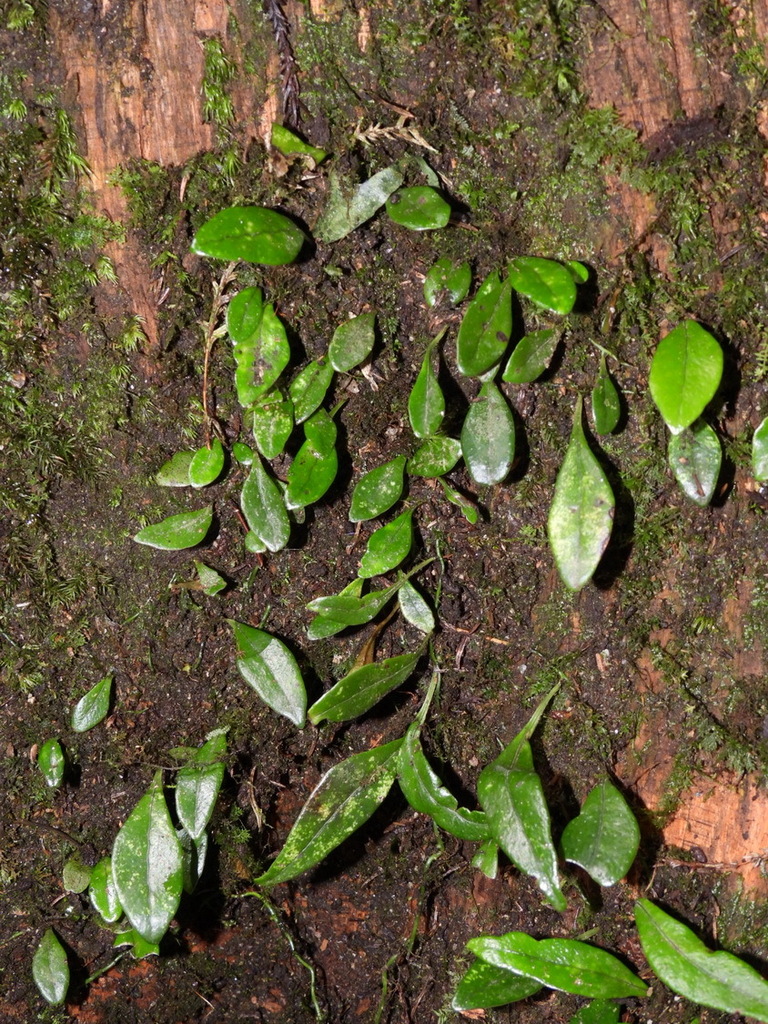 Green penny fern from 台灣南投縣 on July 16, 2021 at 10:22 AM by Chen Shu ...