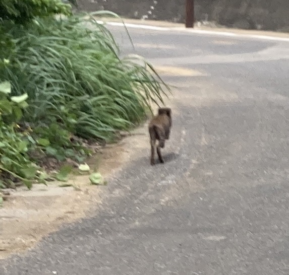 Ryukyu Islands Wild Pig from Shiba, Setouchi, Oshima-Gun, Kagoshima, JP ...