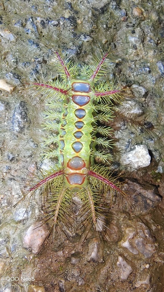 Phocoderma velutina from 中国云南省西双版纳傣族自治州景洪市 on July 13, 2023 at 09:46 PM ...