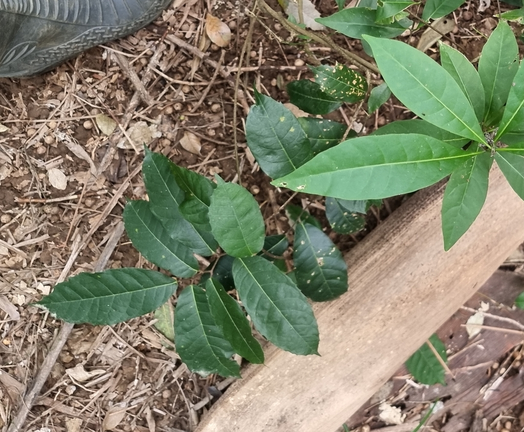 burnie-vine-from-pfhw-mj-stotts-island-nature-reserve-stotts-creek-nsw