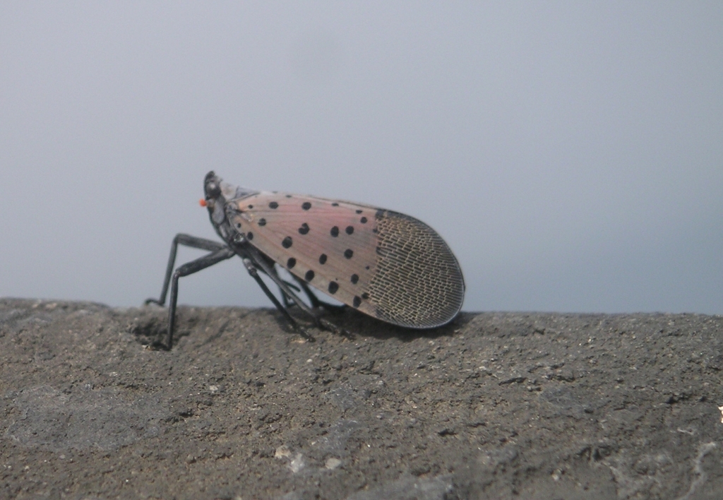 Lycorma from Miyun District, Beijing, China on August 16, 2003 at 04:07 ...