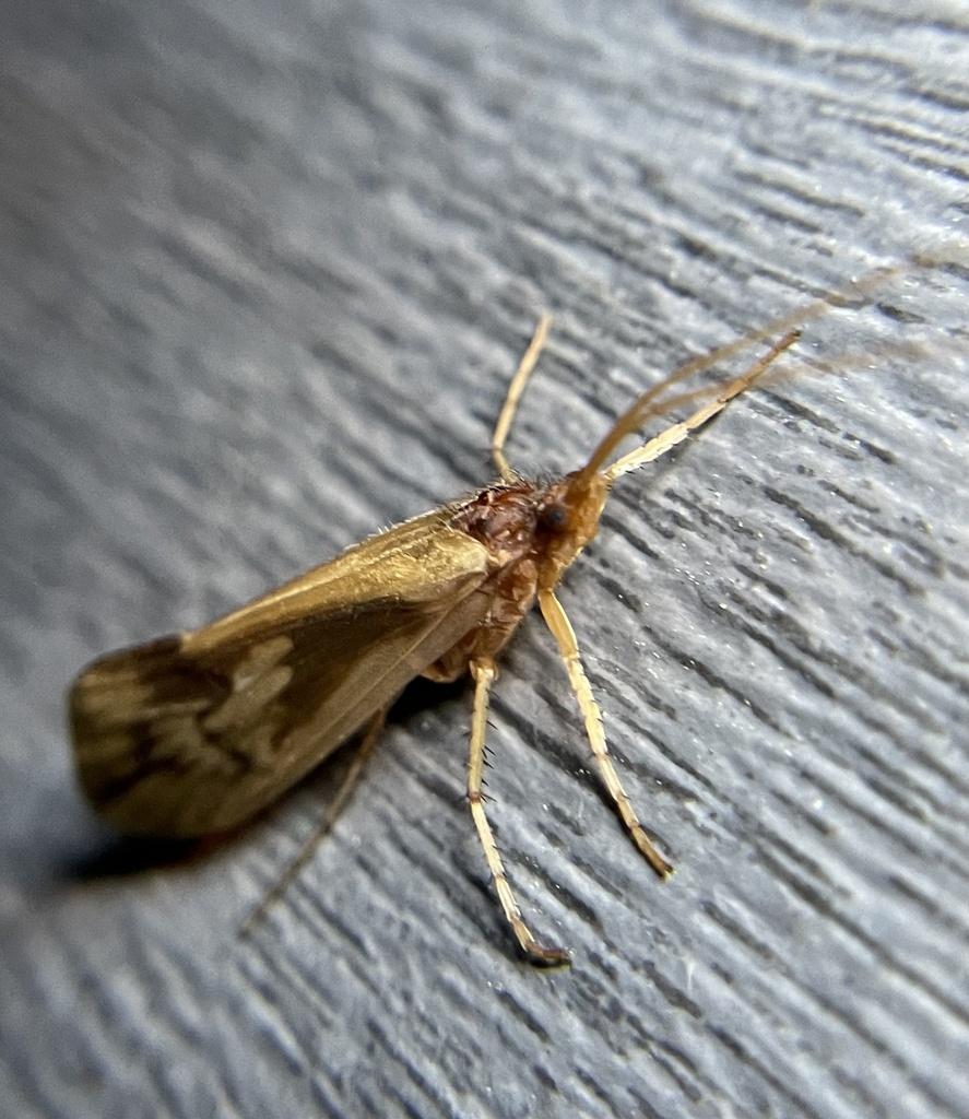 Pycnopsyche from Stonewall Dr, Bristol, VT, US on July 27, 2023 at 10: ...