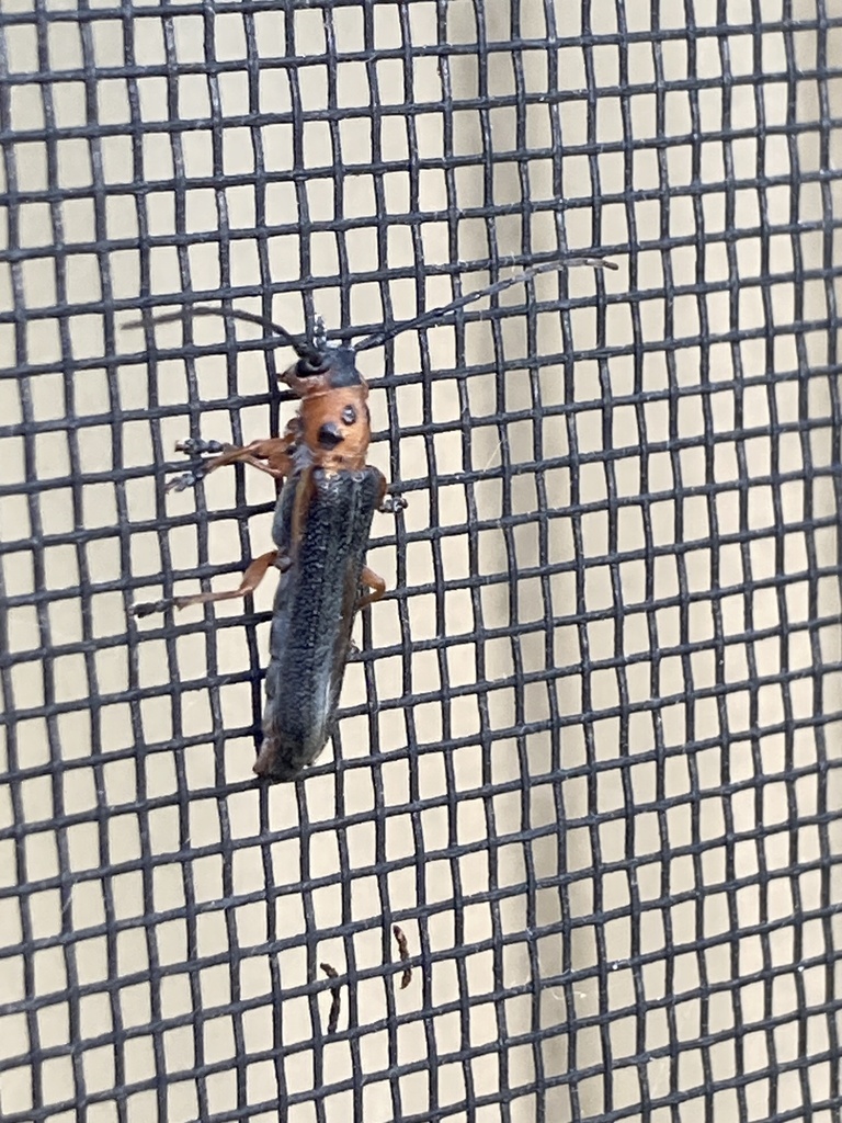 Oberea schaumii from Buell Ave, Buffalo, NY, US on July 28, 2023 at 07: ...