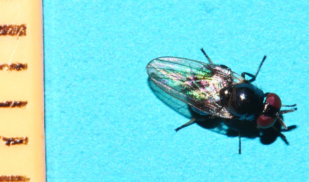 Lonchaeini in July 2023 by Alison Pearson. At the white night lights ...