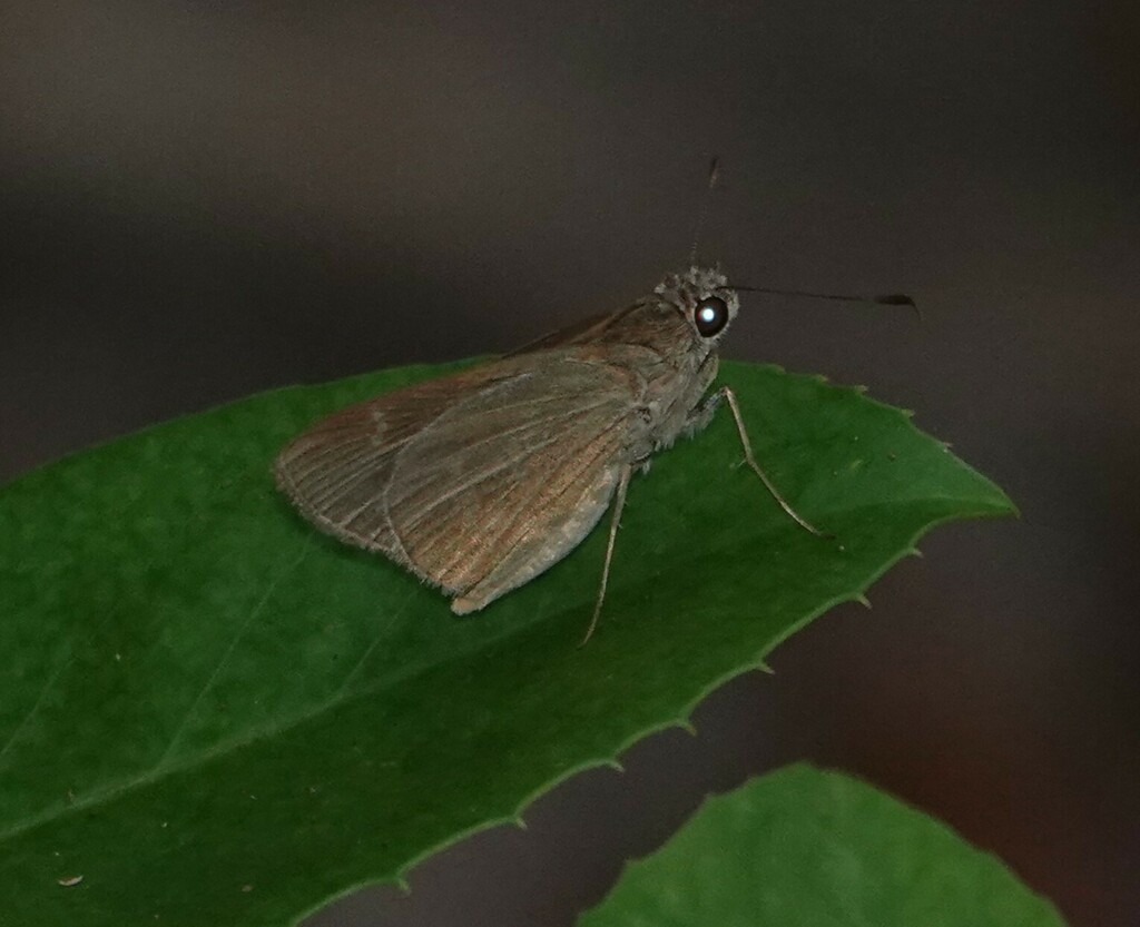 Three-spotted Skipper from Southgate, FL 34239, USA on July 26, 2023 at ...