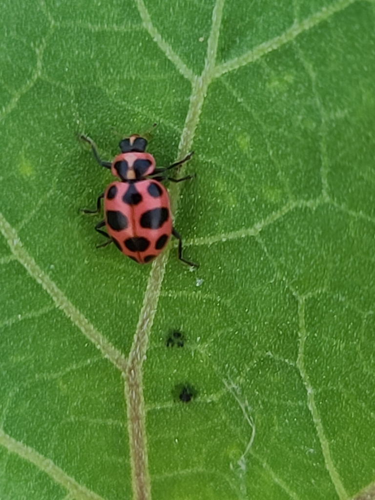 Spotted Pink Lady Beetle in July 2023 by ttownsunflower · iNaturalist
