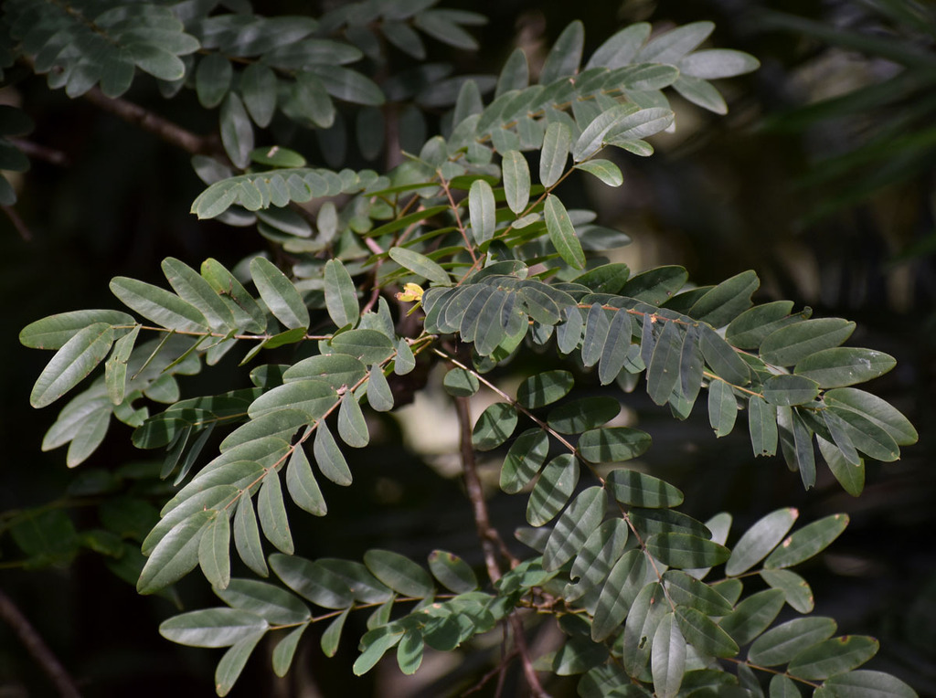 Kassod Tree from Gordonvale QLD 4865, Australia on June 2, 2023 at 12: ...