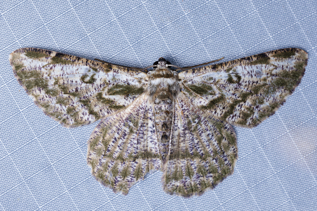Geometer Moths from 23, Jalan Peninjau, Bukit Fraser, 49000 Bukit ...