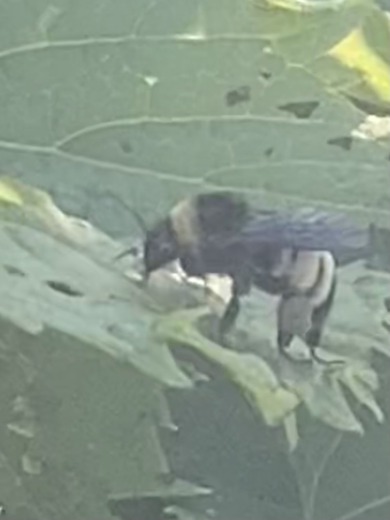 Bumble Bees from Moore Memorial Park, Ames, IA, US on July 27, 2023 at ...