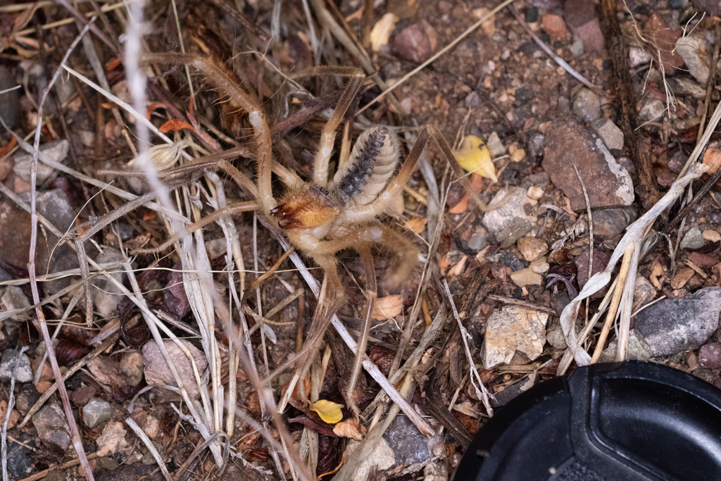 Galeodes caspius from Panfilov District, Kazakhstan on June 21, 2023 at ...