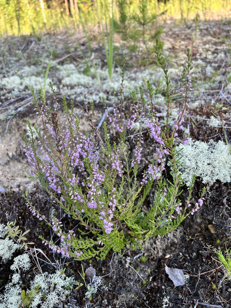 common heather from 65К-1301000, Тавдинский городской округ ...