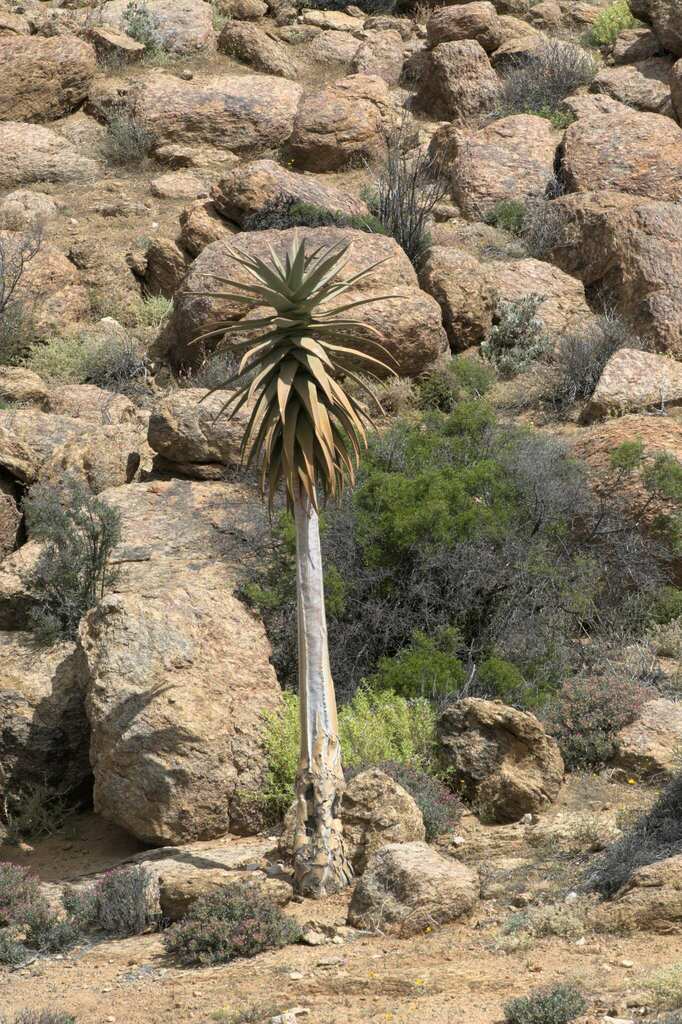 Quiver Tree in September 2022 by Heather and Andrew Hodgson · iNaturalist