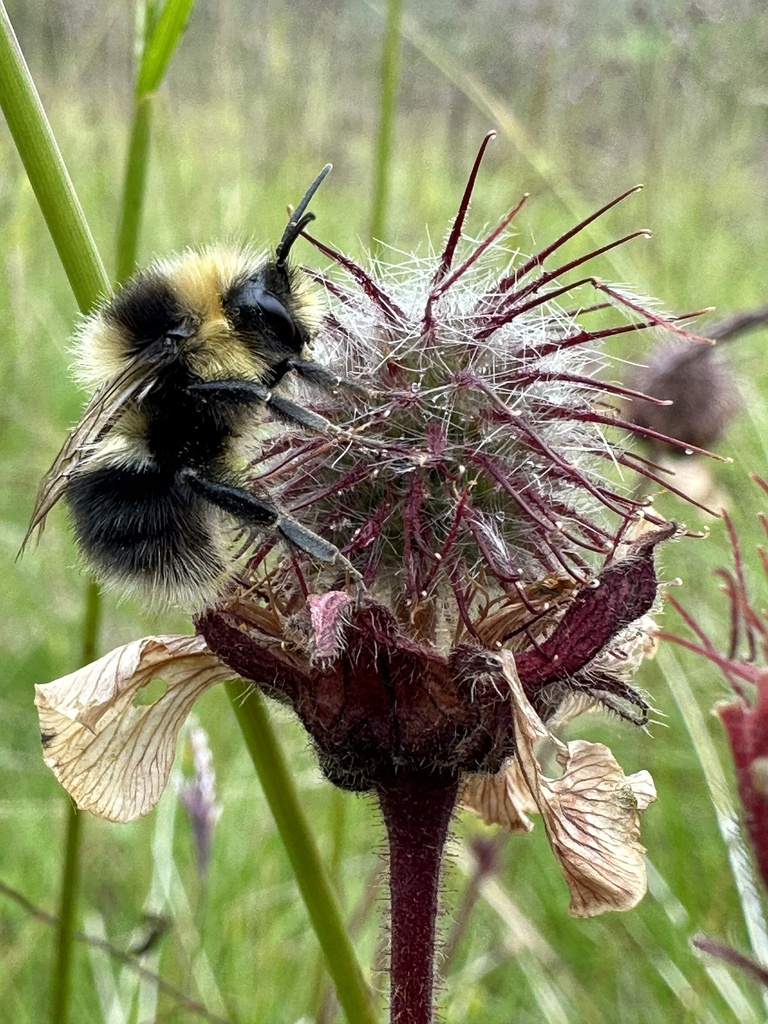 Heath Bumble Bee from Iceland, Akureyri, Northeastern Region, IS on ...