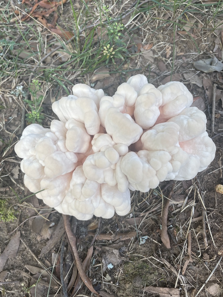 White-pored Chicken of the Woods from Vine St, Chattanooga, TN, US on ...