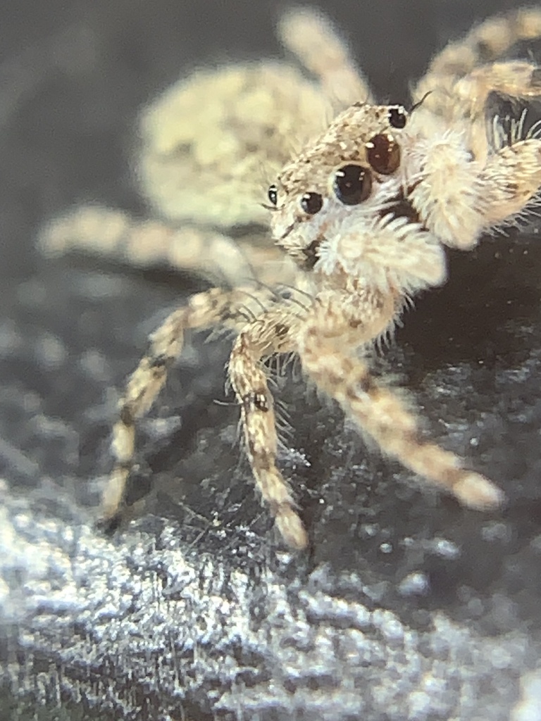 Tan Jumping Spider from State Highway 35, Alvin, TX, US on July 23 ...