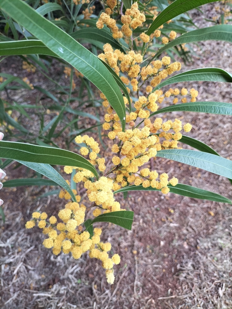 Zig-zag Wattle from Victoria Point QLD 4165, Australia on July 27, 2023 ...