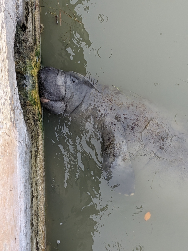 West Indian Manatee in July 2023 by Logan Part · iNaturalist
