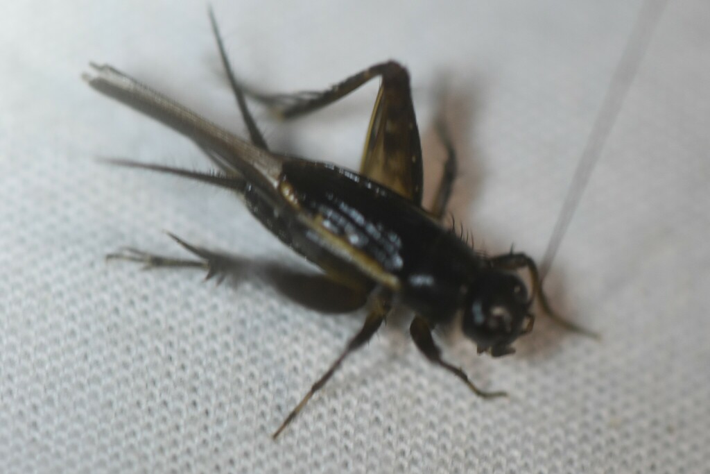 Ground Crickets from Polk County, FL, USA on July 27, 2023 at 09:08 PM ...