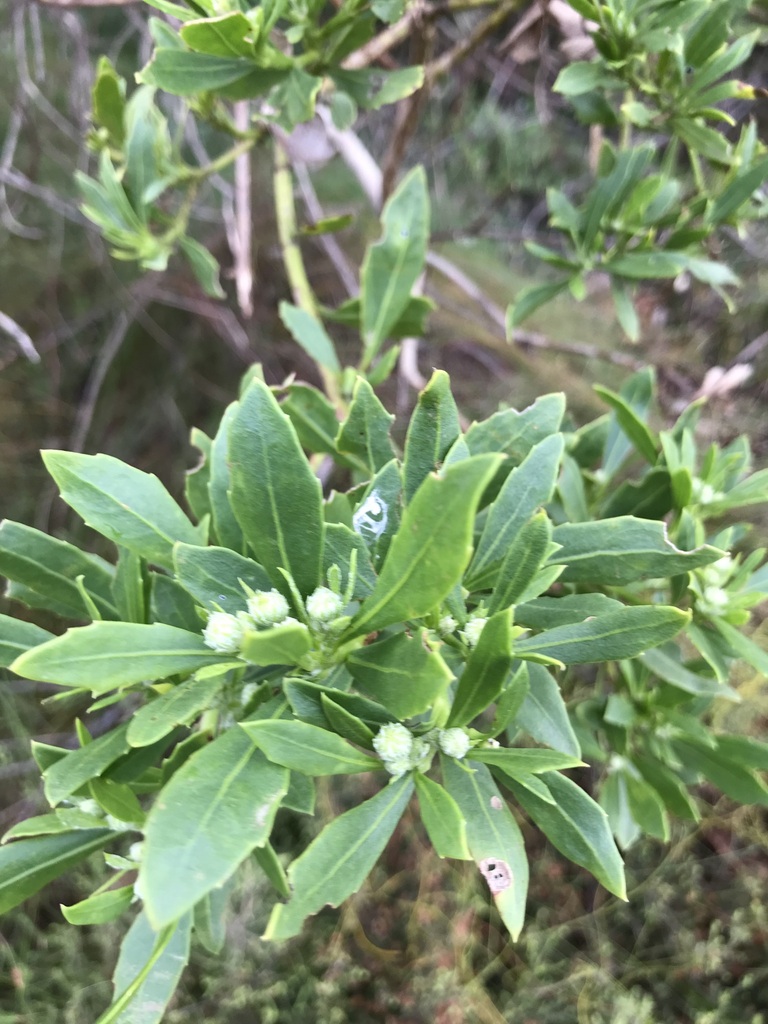 Bietou from Fernkloof Nature Reserve on July 19, 2023 at 10:17 AM by ...