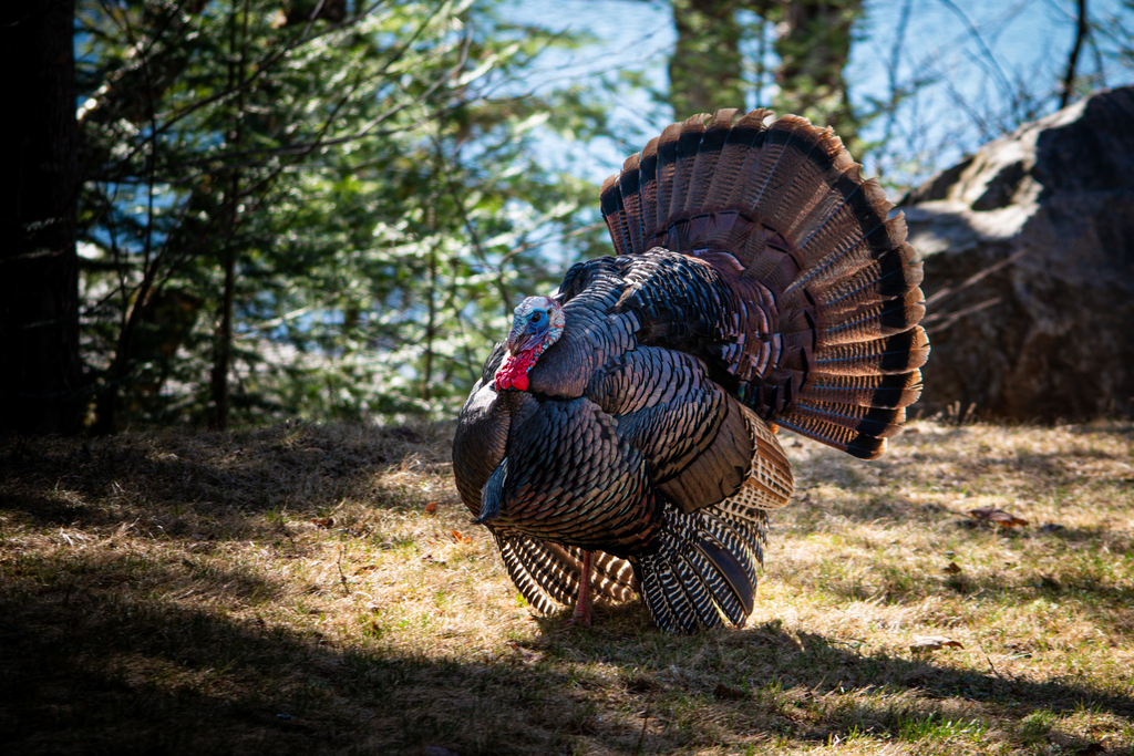 Wild Turkey from Notre-Dame-de-la-Merci, QC on April 13, 2021 at 09:45 ...