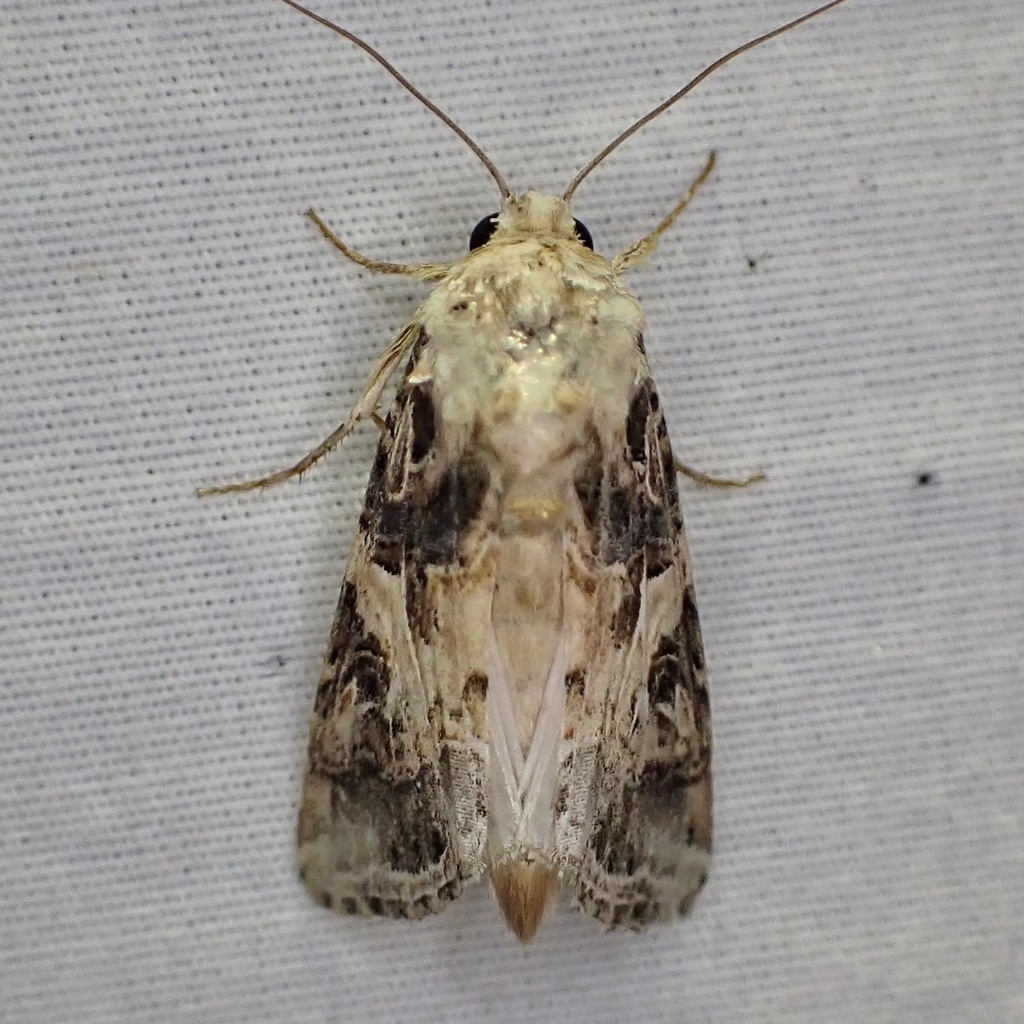 Armyworm Moths from Midway, AL, US on July 27, 2023 at 10:06 PM by John ...