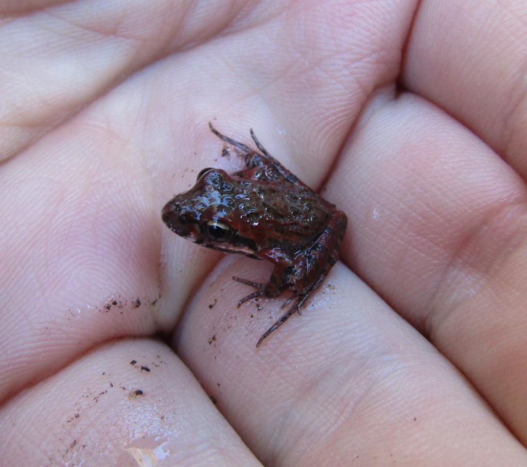 Clicking Stream Frog from Table Mountain (Nature Reserve), Cape Town ...