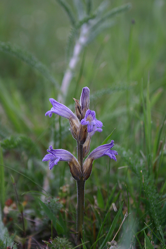 Yarrow Broomrape (Subspecies Orobanche purpurea purpurea) · iNaturalist