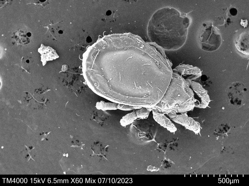 Scapheremaeus from Balook VIC 3971, Australia on May 13, 2023 at 11:24 ...