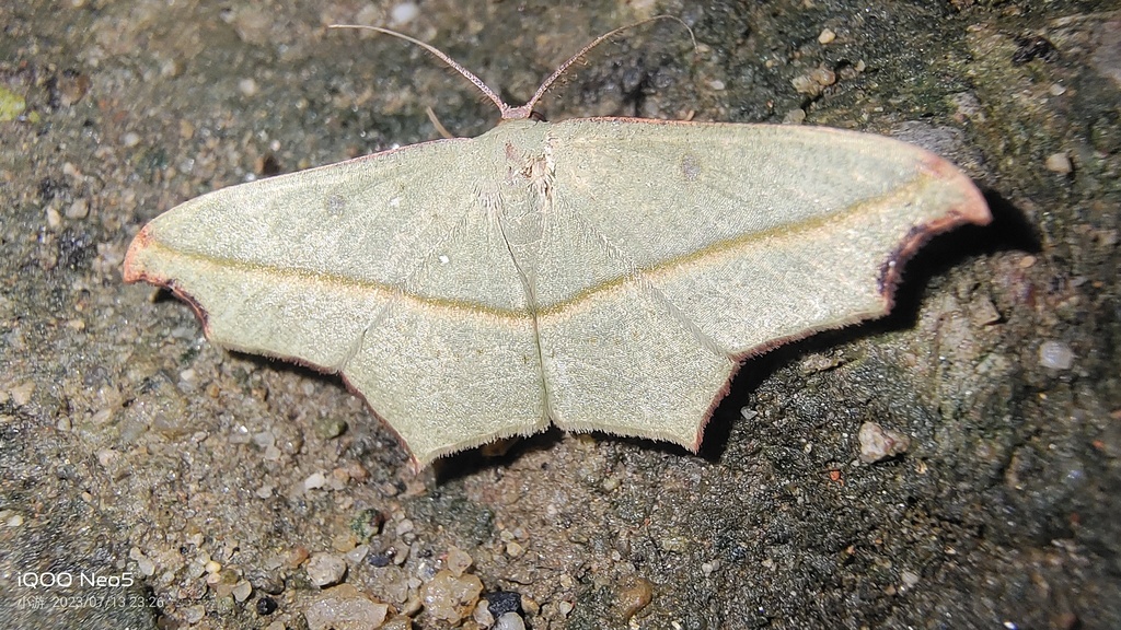 Cross-line Wave Moth from 中国云南省西双版纳傣族自治州景洪市 on July 13, 2023 at 11:26 ...