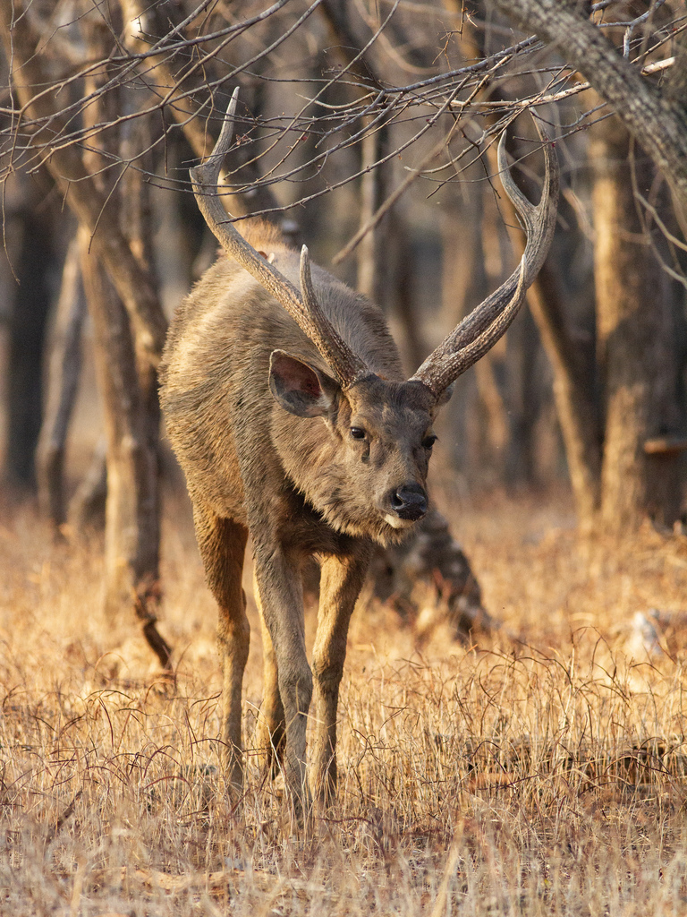 Sambar in February 2019 by Zsombor Károlyi · iNaturalist