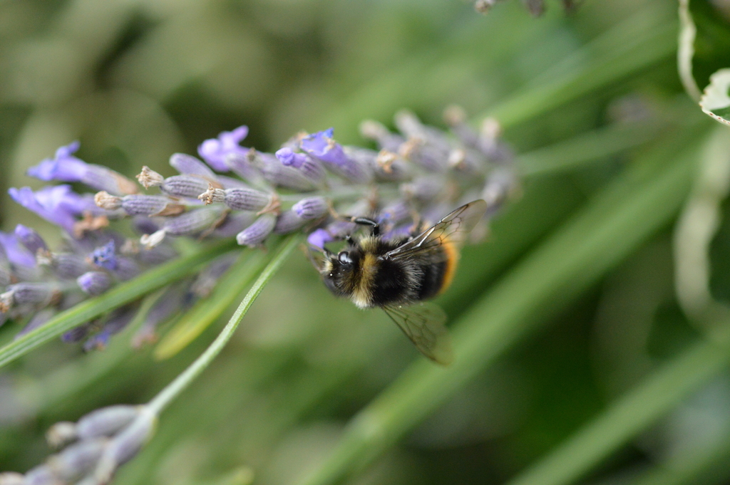 Red-tailed Bumble Bee in July 2023 by Julian · iNaturalist