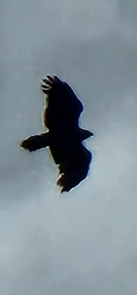 Common Buzzard from Glen Road, Bangor, Northern Ireland, GB on July 26 ...