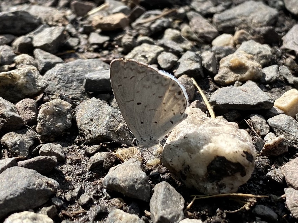 Summer Azure from Sumneytown Pike, Spring House, PA, US on July 27 ...