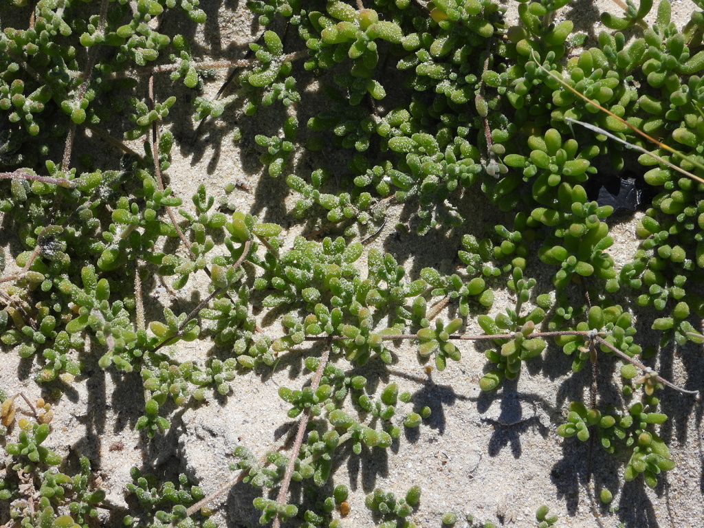 Rodondo Creeper from Mitchells Plain, Cape Town, South Africa on March ...