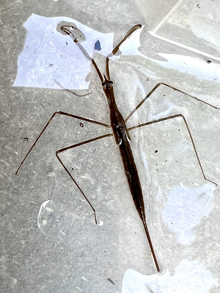 Ranatra from Webster Park, Newton, MA, US on July 26, 2023 at 05:18 PM ...