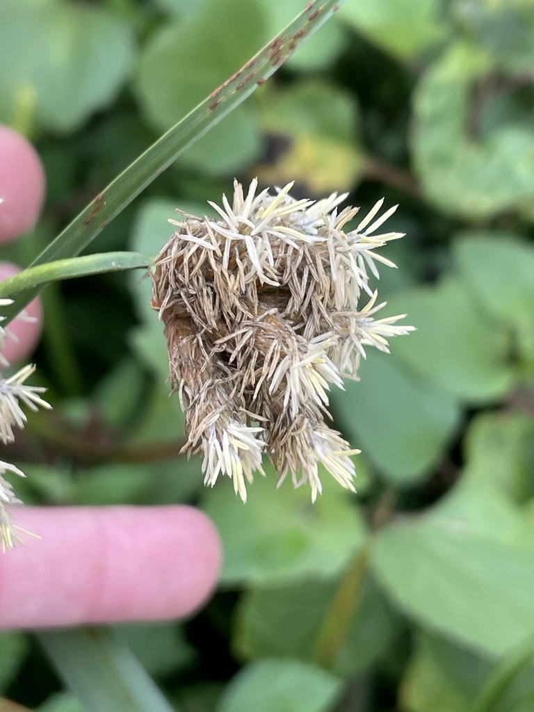 sea clubrush from Flintkote Ave, San Diego, CA, US on July 28, 2023 at ...