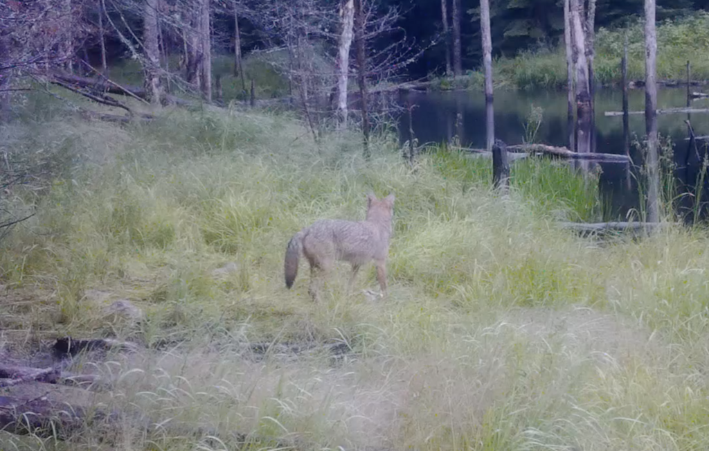 Coyote from Rivière-Rouge, QC, Canada on July 21, 2023 at 10:16 AM by ...