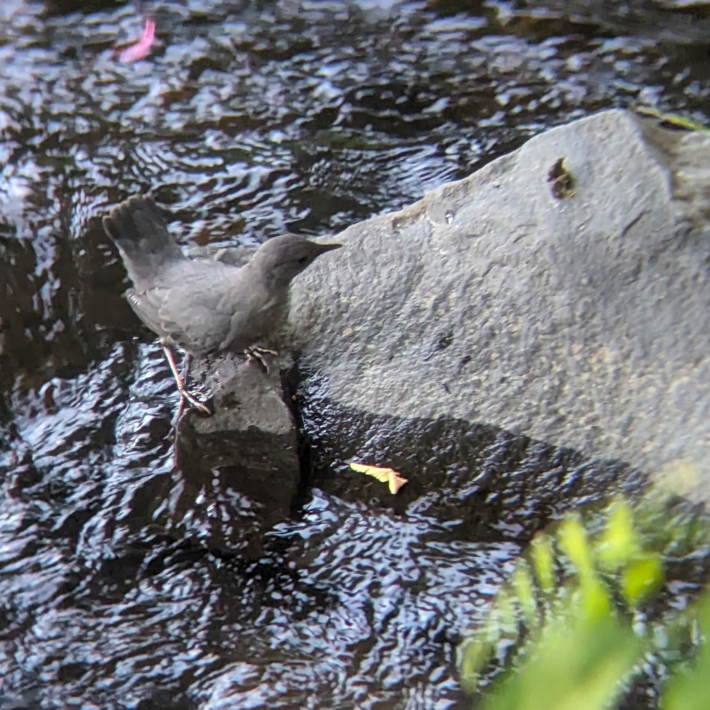 American Dipper from Riverwalk District, Reno, NV, USA on July 21, 2023 ...
