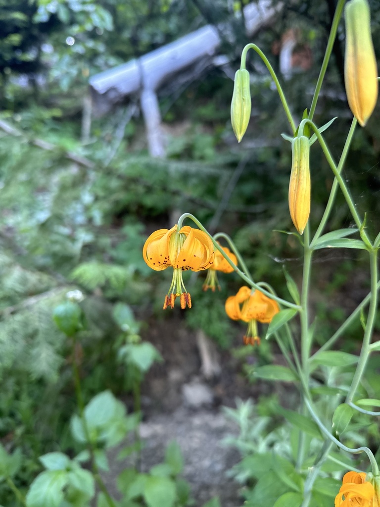 Columbia lily from Olympic National Park, Brinnon, WA, US on July 21 ...