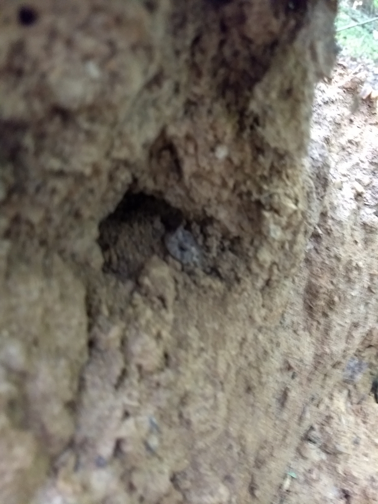 Winged and Once-winged Insects from Fairfax County, US-VA, US on July ...