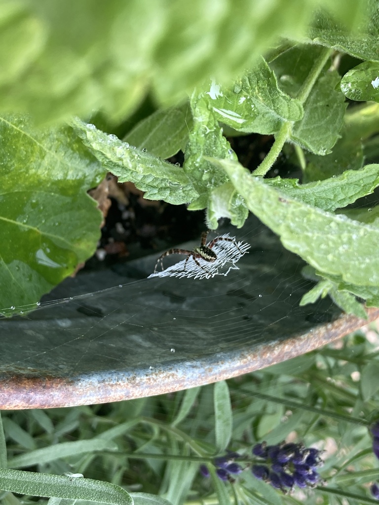 Yellow Garden Spider from W Chestnut St, Pardeeville, WI, US on July 22 ...