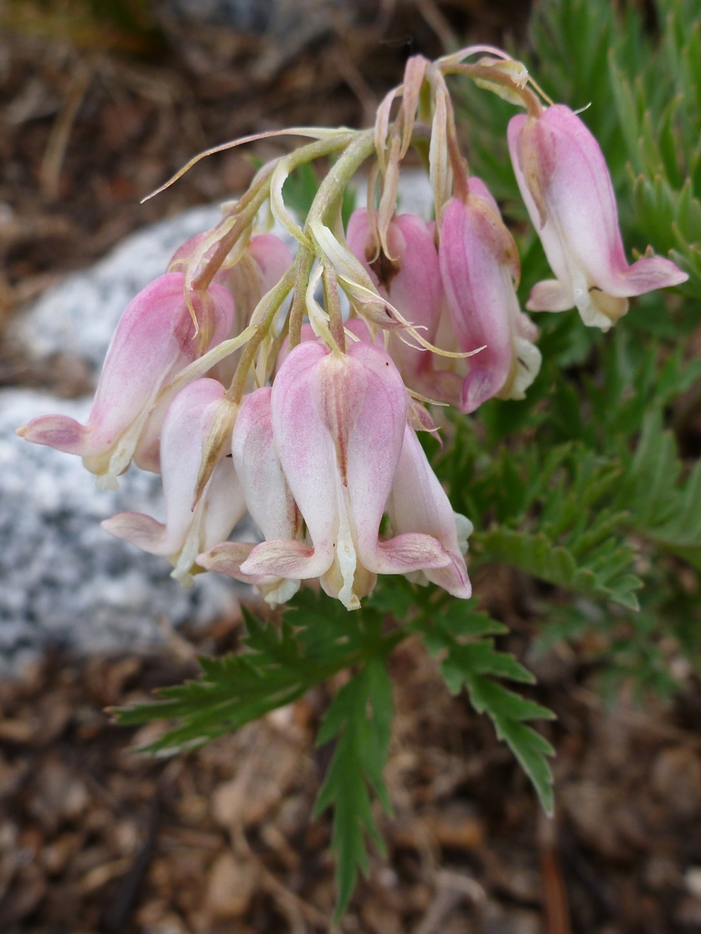 Sierra bleeding heart (Poppies of California) · iNaturalist