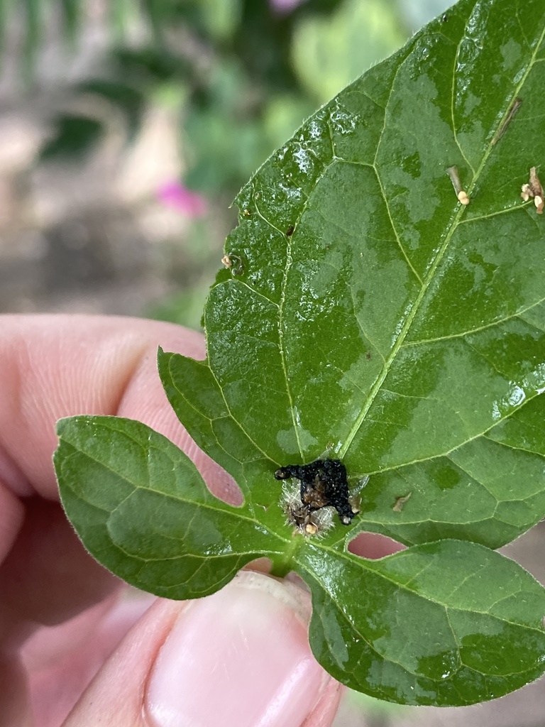 Clavate Tortoise Beetle from Olbrich Botanical Gardens, Madison, WI, US ...